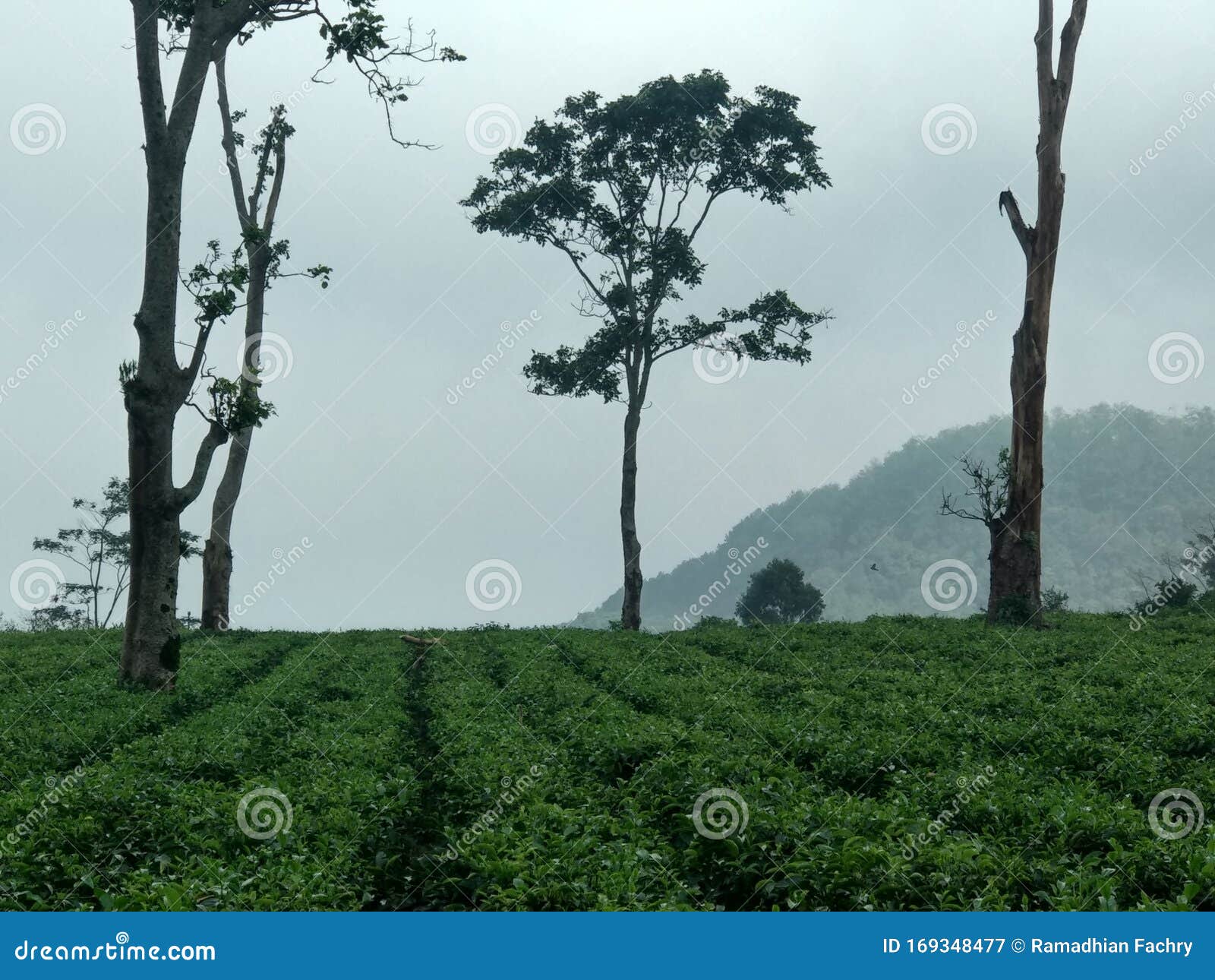 A Beautiful Plantation View Stock Image - Image of beautiful, nature ...