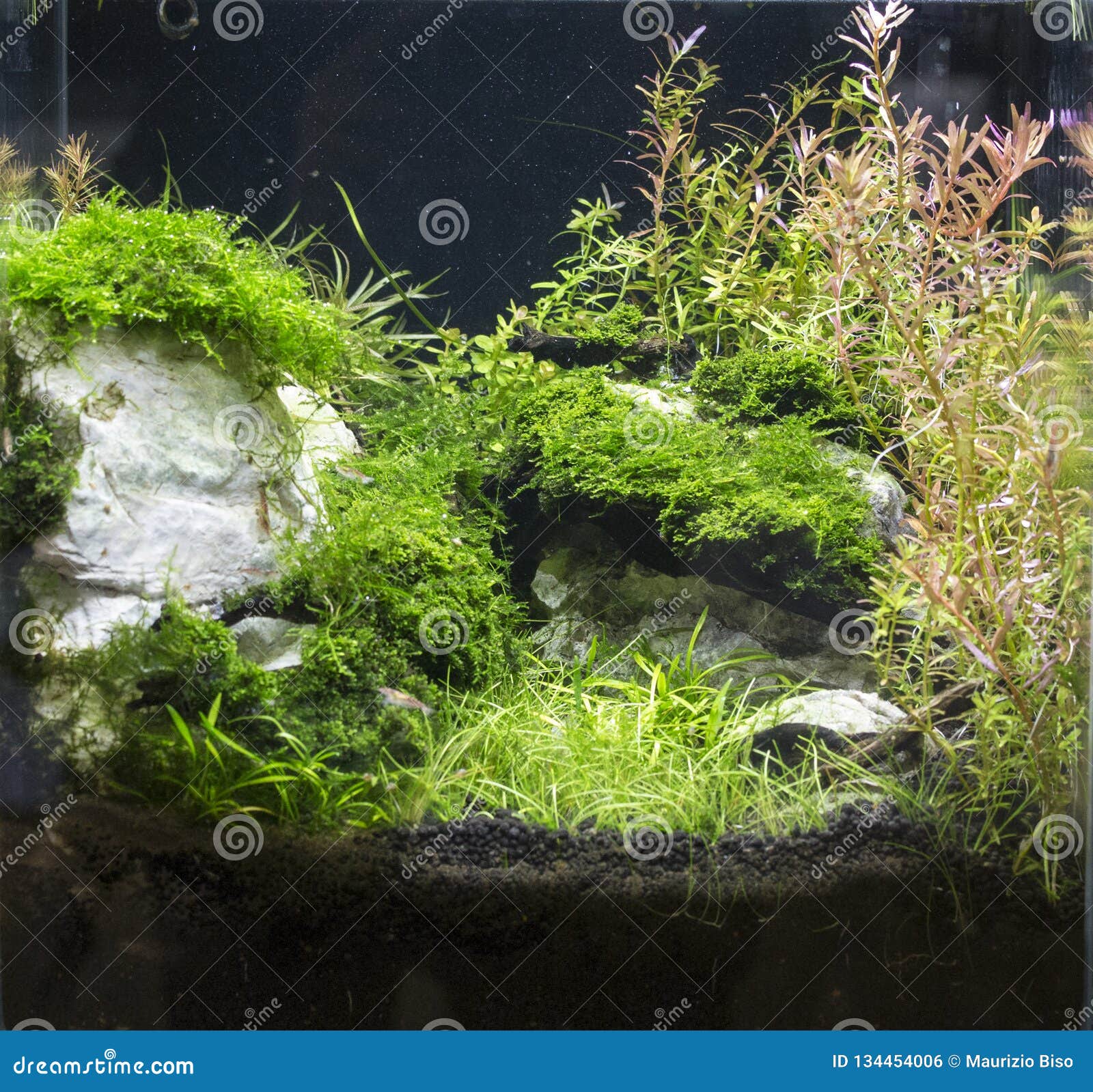 Beautiful Planted Freshwater Aquarium Stock Photo - Image of people ...
