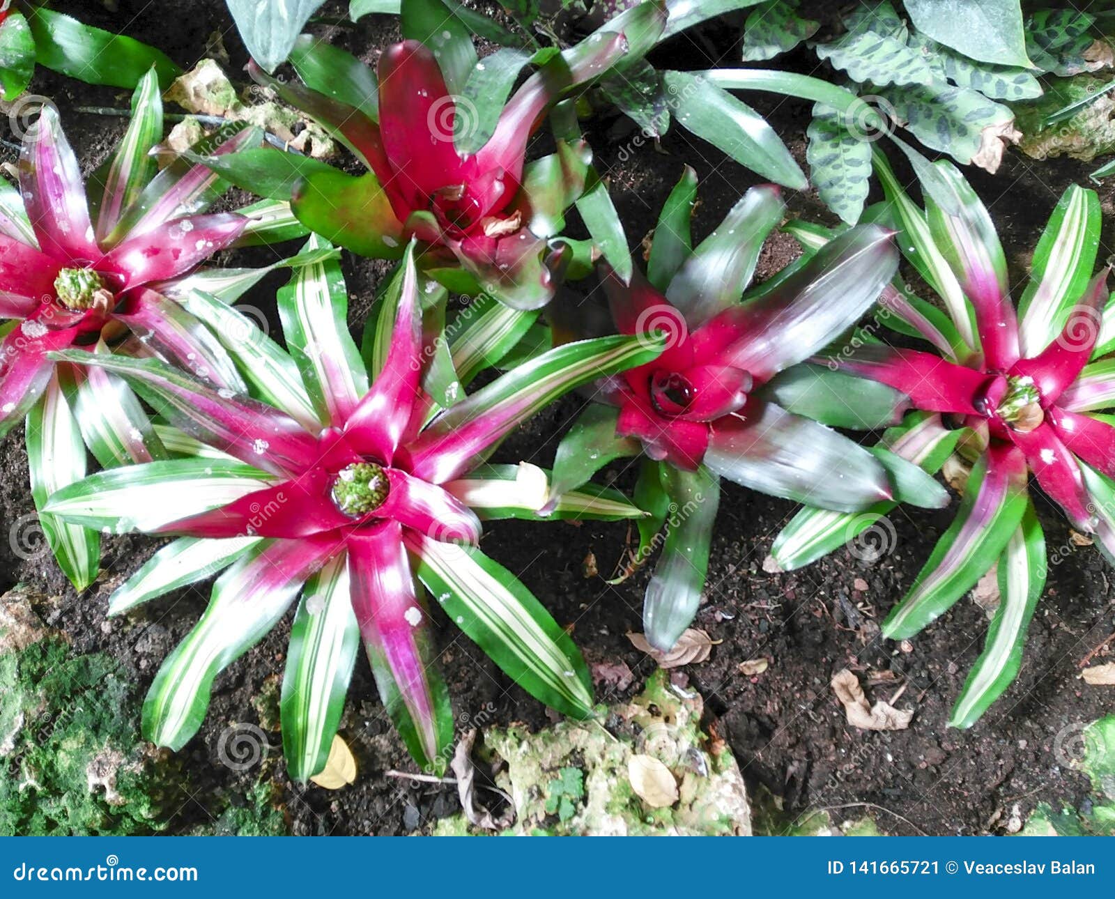 Beautiful Plants in a Botanical Garden Stock Image - Image of greeting ...