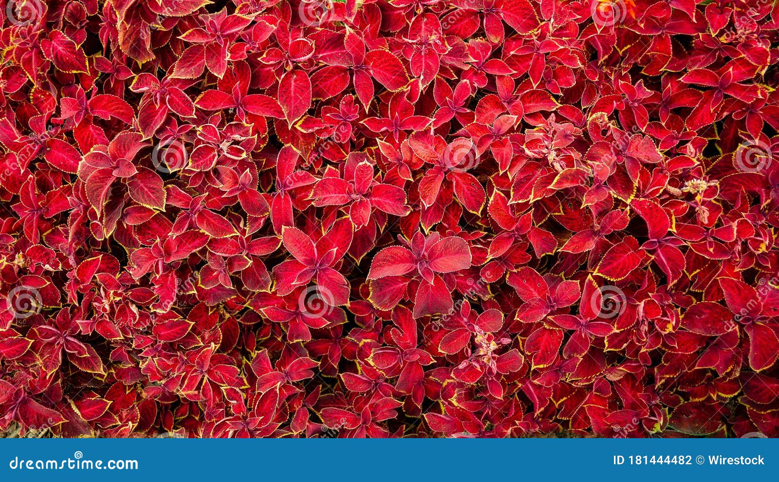 Beautiful Plants with Bright Red Leaves Stock Photo - Image of tree ...