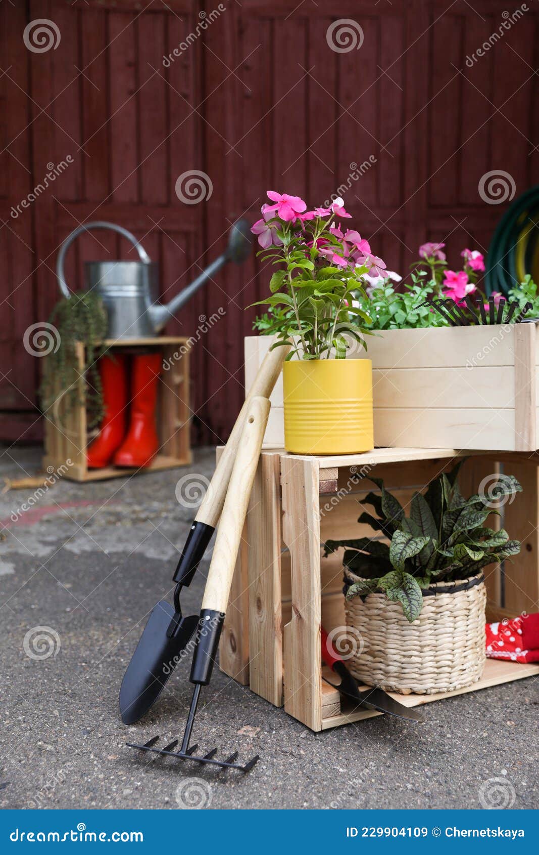 Beautiful Plants and Different Gardening Tools Outdoors Stock Image ...