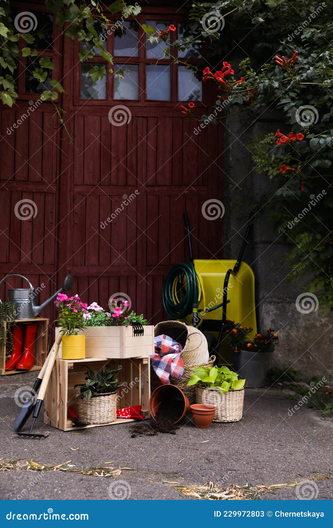 Beautiful Plants and Different Gardening Tools Stock Image - Image of ...