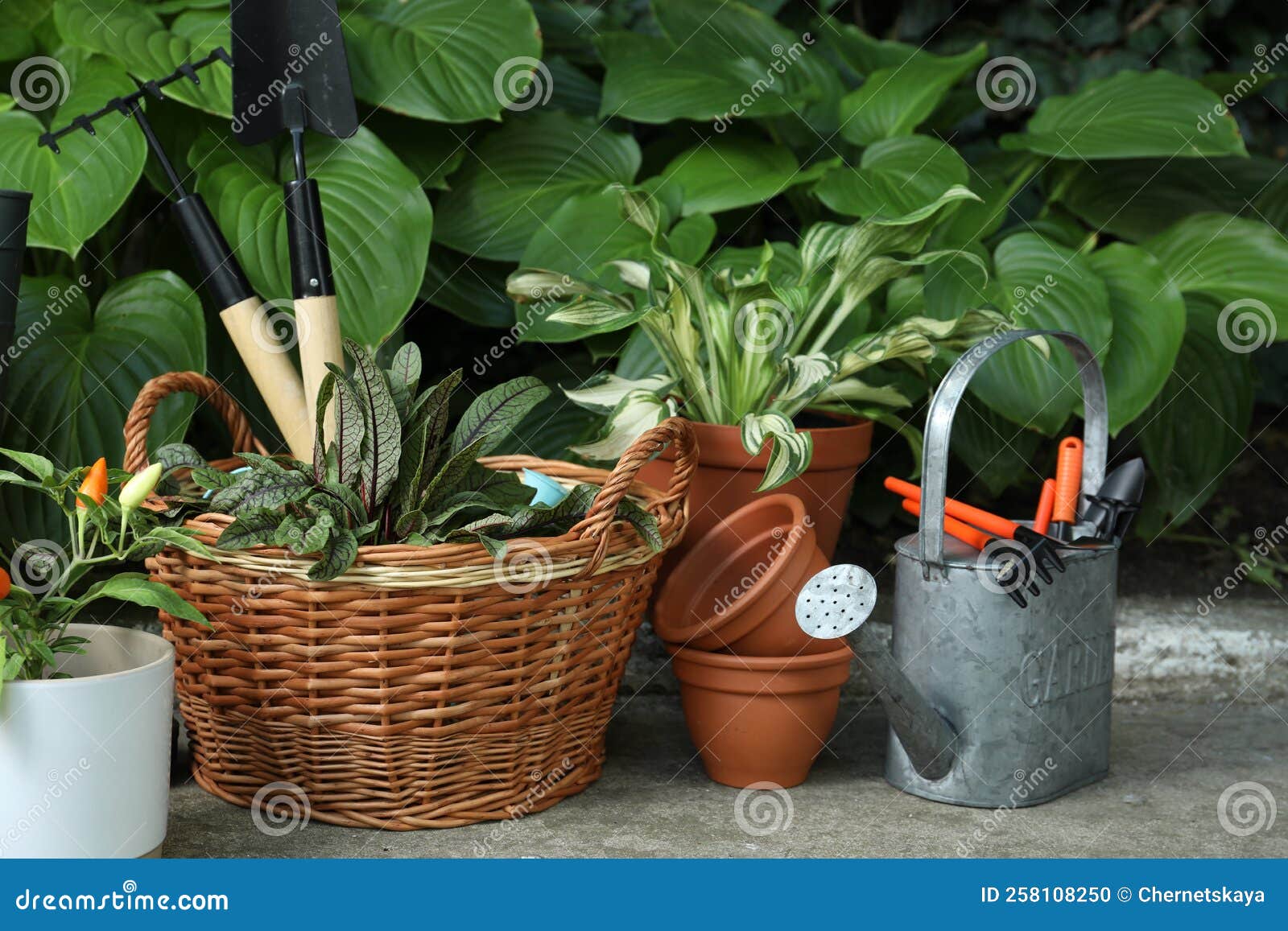 Beautiful Plants and Different Gardening Tools Outdoors Stock Photo ...