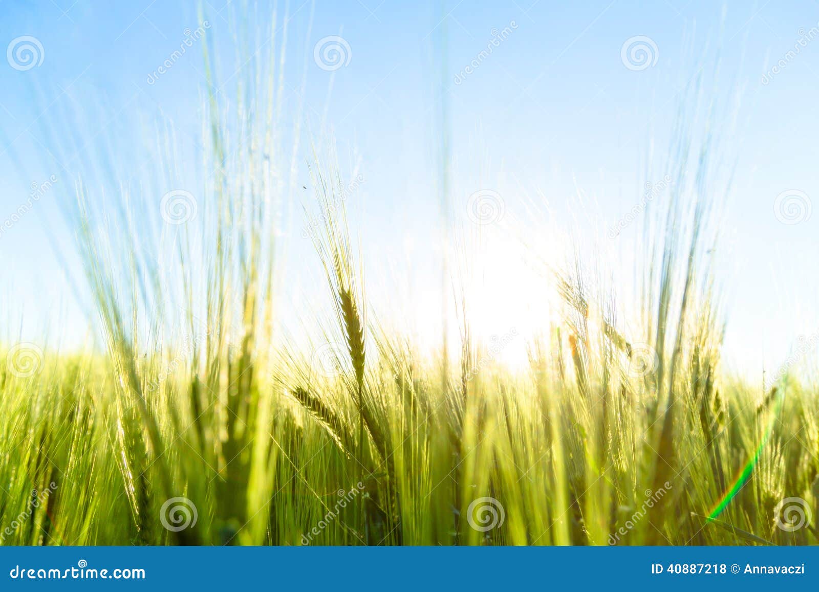 Beautiful Plants in a Field Stock Photo - Image of grow, growth: 40887218