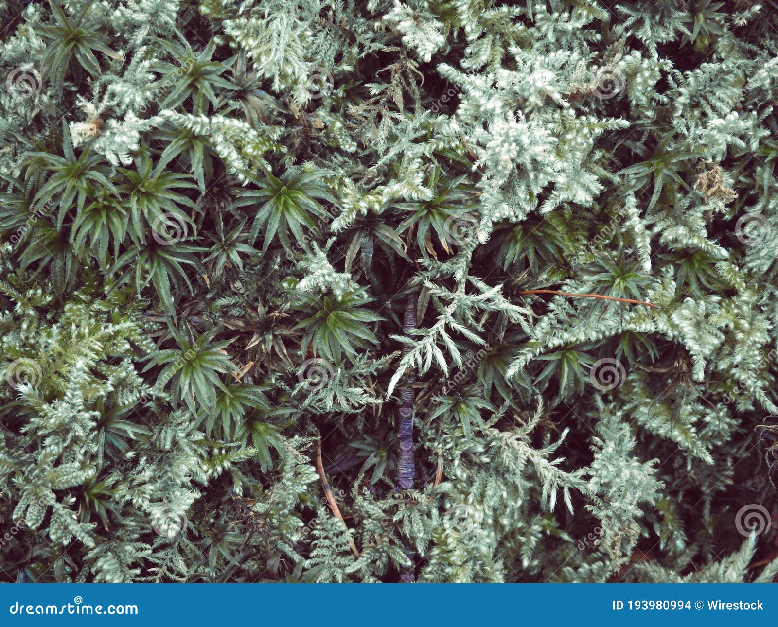 Beautiful Plants Growing in the Garden Stock Photo - Image of gardens ...