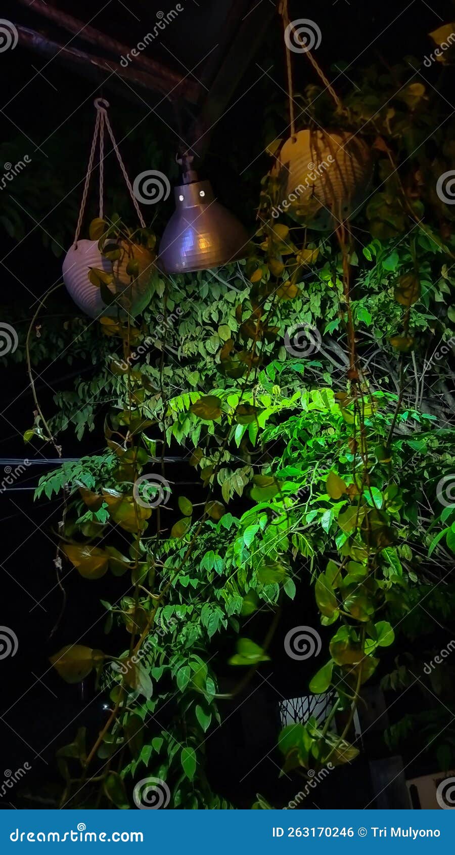 Beautiful Plants and the Lamp at Night Stock Photo - Image of soft ...