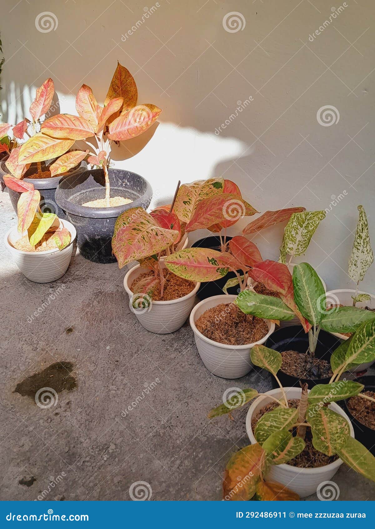 Beautiful Plants and the Light Shining on Them Stock Image - Image of ...