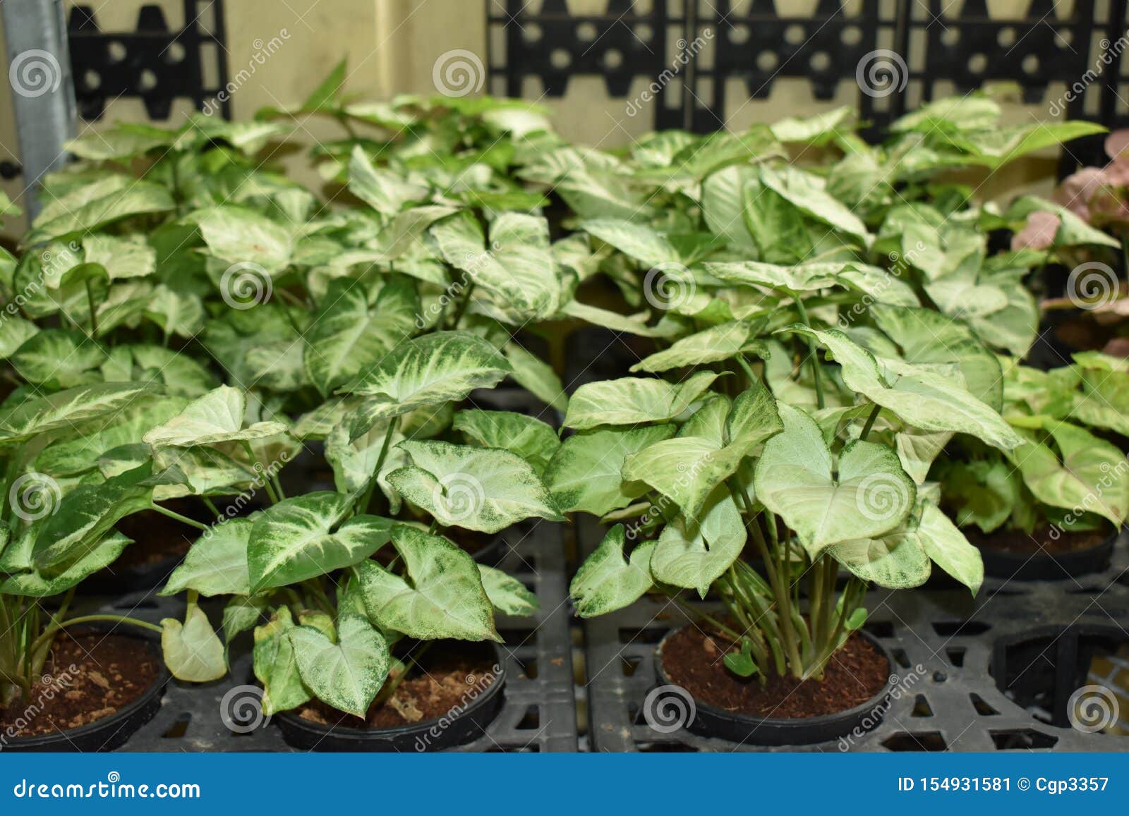 BEAUTIFUL PLANTS in the NURSERY KEPT in ROWS Stock Image - Image of ...