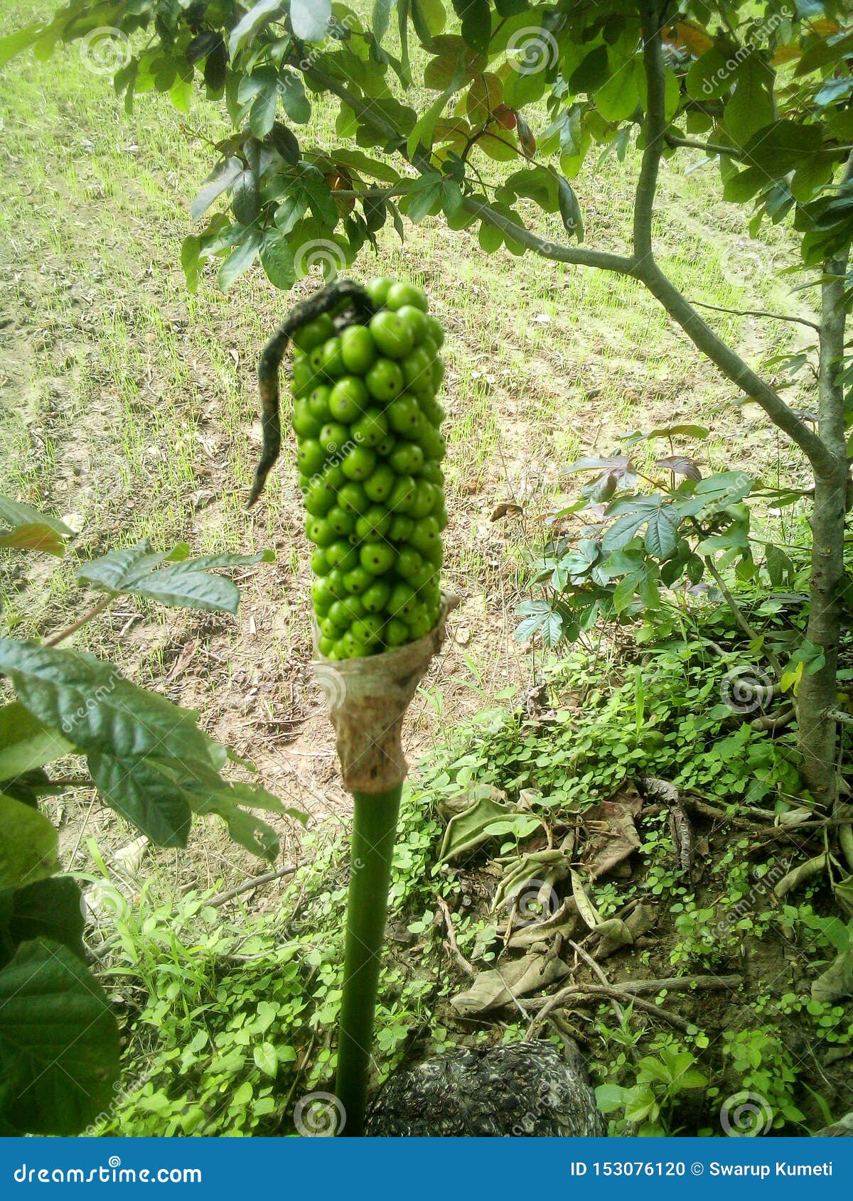 Beautiful Plants are Our Environment S Stock Photo - Image of beautiful ...