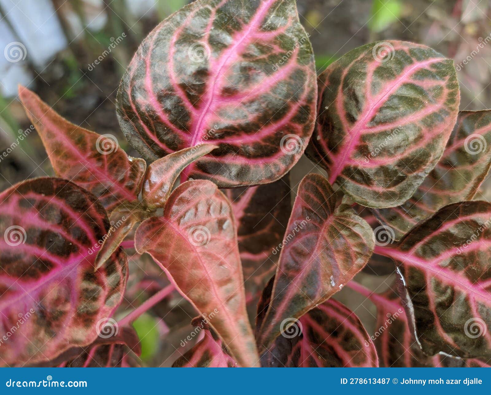 Beautiful Plants with Beautiful Patterns Stock Image - Image of plants ...