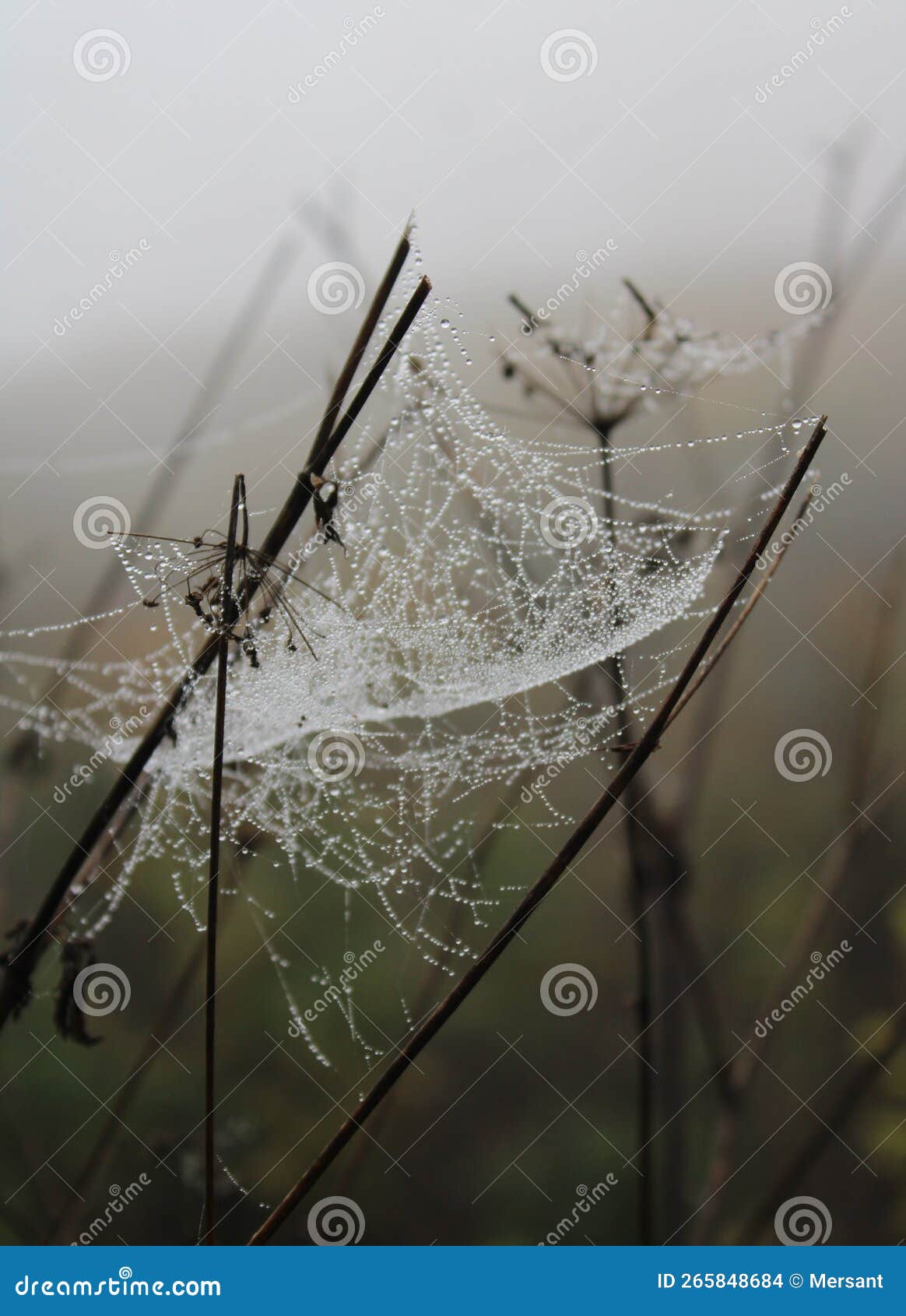 Beautiful Plants with Raindrops and Spiderwebs Stock Photo - Image of ...