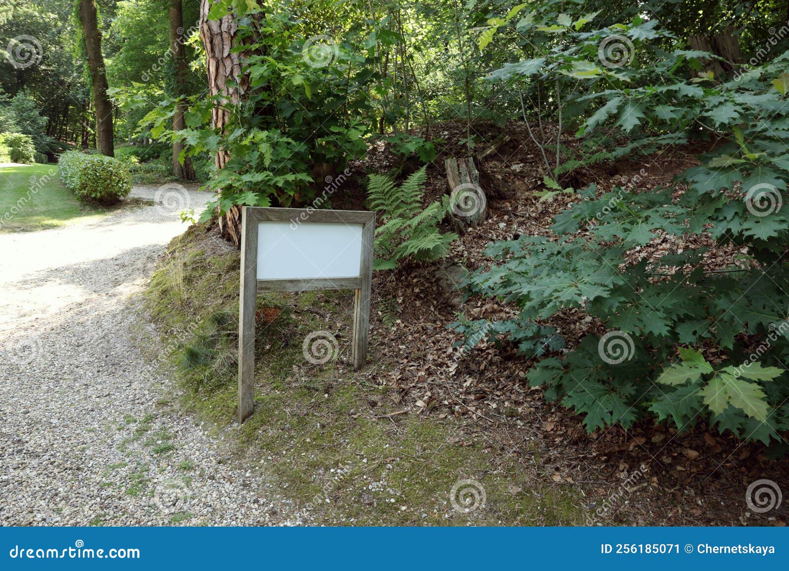 Beautiful Plants and Sign Near Pathway in Forest Stock Image - Image of ...