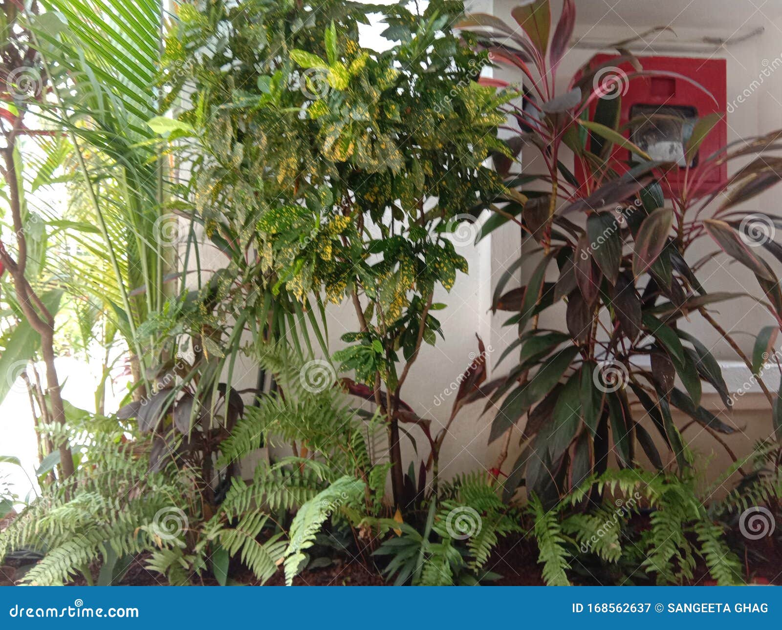 Beautiful Plants in Taj, Goa, India Stock Image - Image of beautiful ...