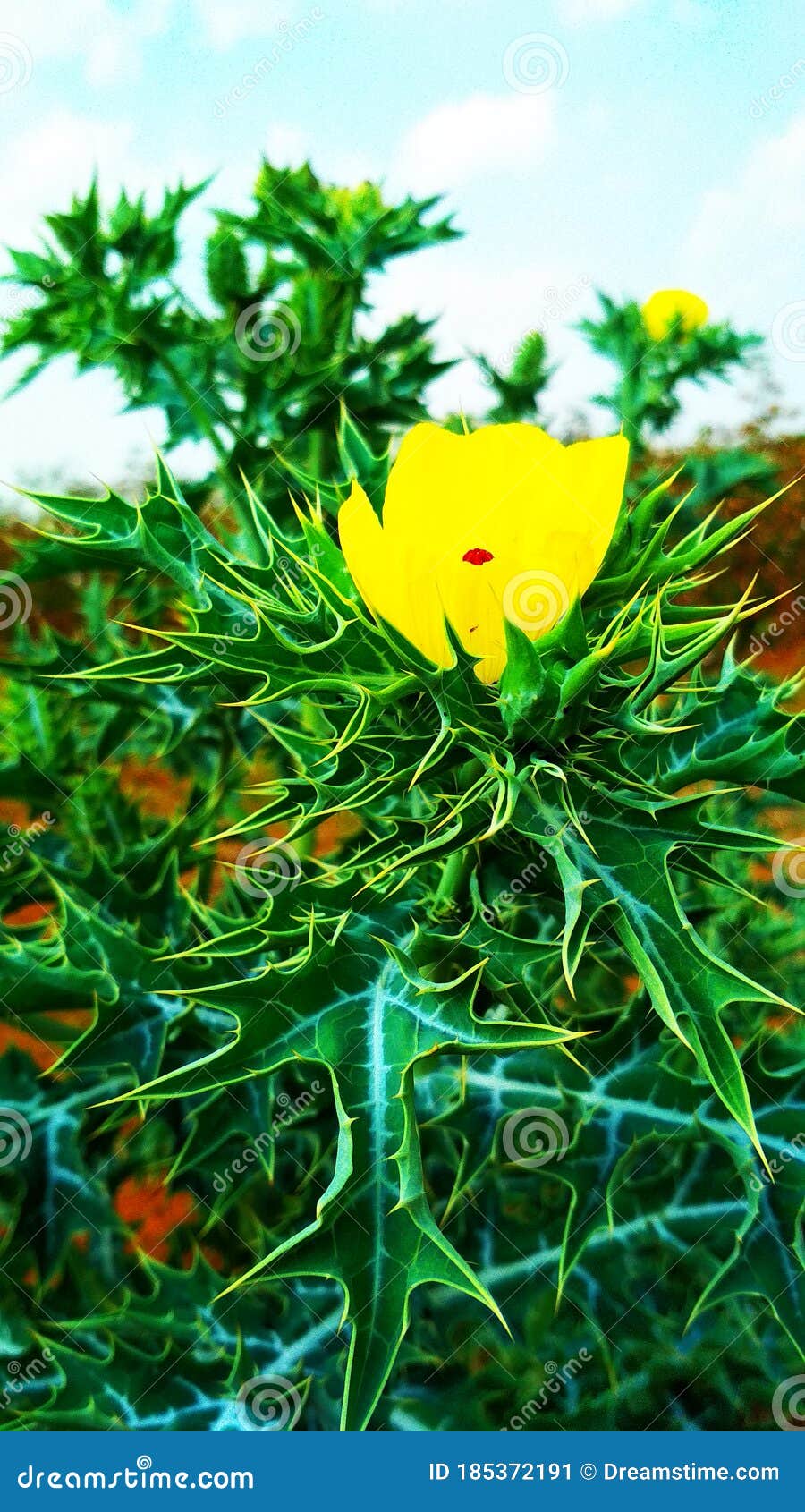 Beautiful Plat Sharp Leaf Yellow Flowers Stock Photos - Free & Royalty ...