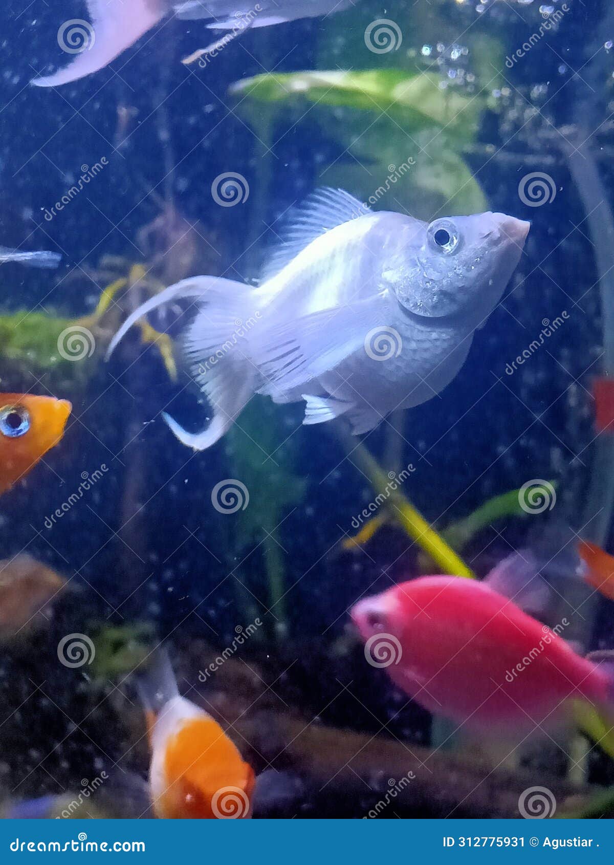 Beautiful Platinum Molly Fish in the Aquarium. Stock Image - Image of ...
