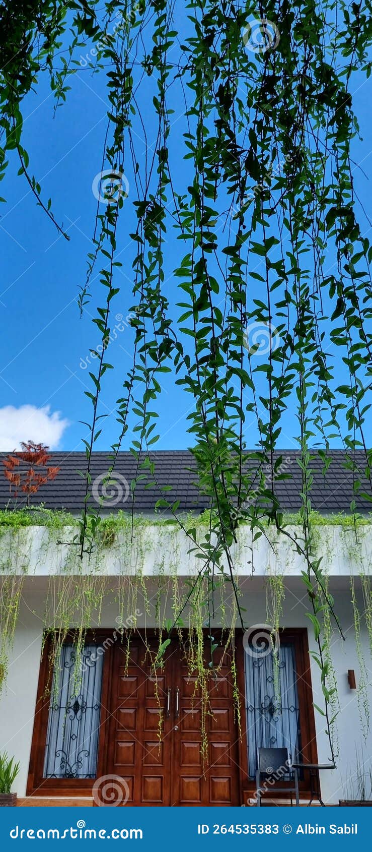 Beautiful Pleace with Plant and Blue Sky Stock Image - Image of ...