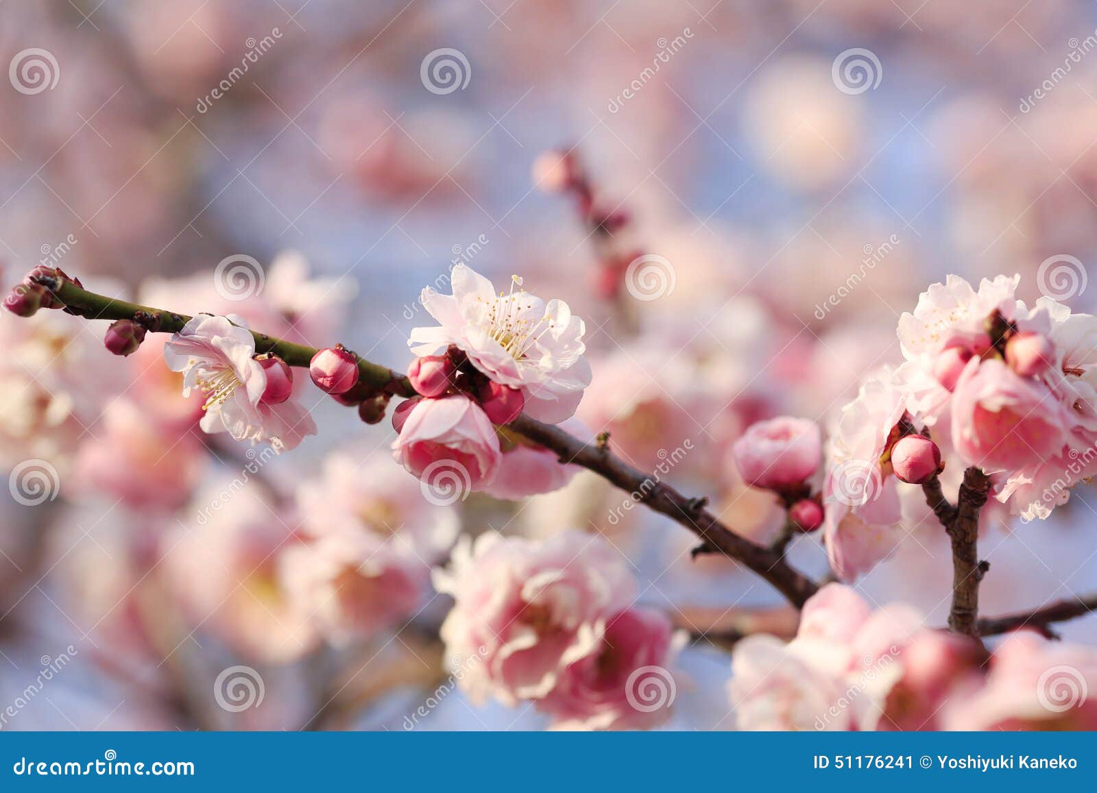 Beautiful plum flower stock image. Image of white, kinki - 51176241