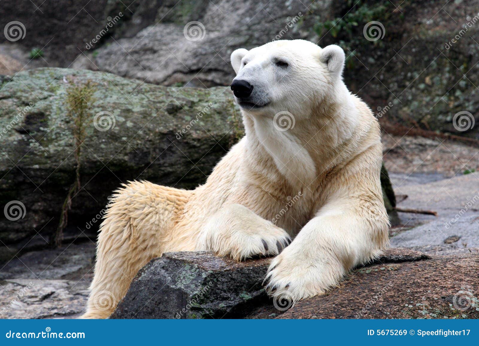 Beautiful Polar Bear stock image. Image of rocky, winter - 5675269