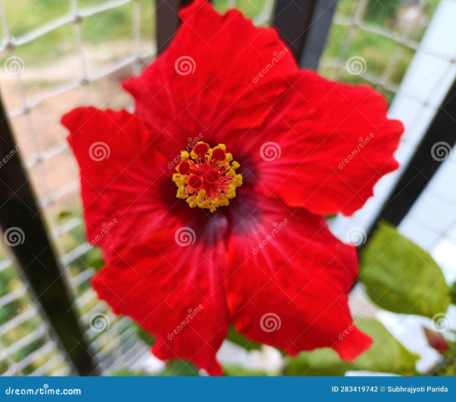 Beautiful Pollen Grains of Bright Red Hibiscus Stock Photo - Image of ...