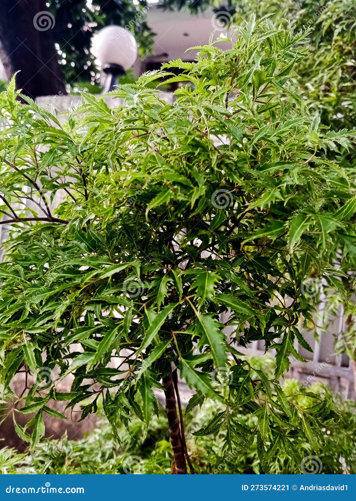 Beautiful Polyscias Fruticosa Leaf Background Stock Photography ...