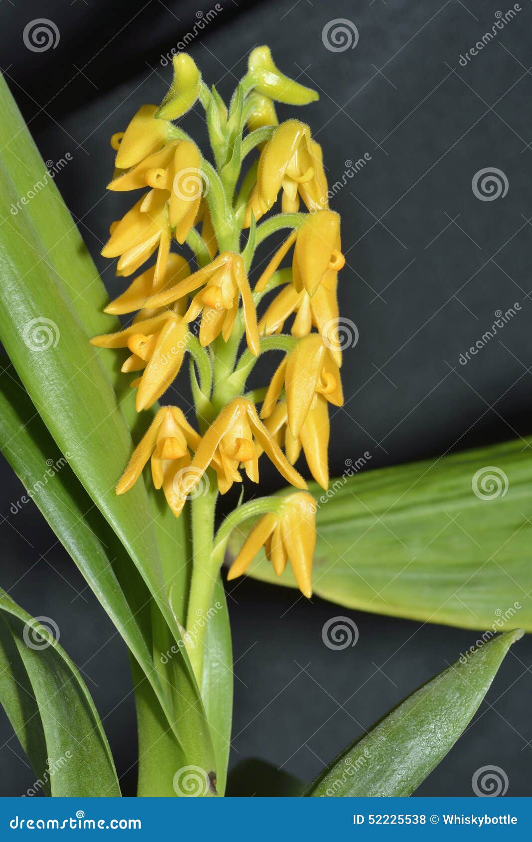 Beautiful Polystachya Orchid Stock Photo - Image of uganda, kenya: 52225538