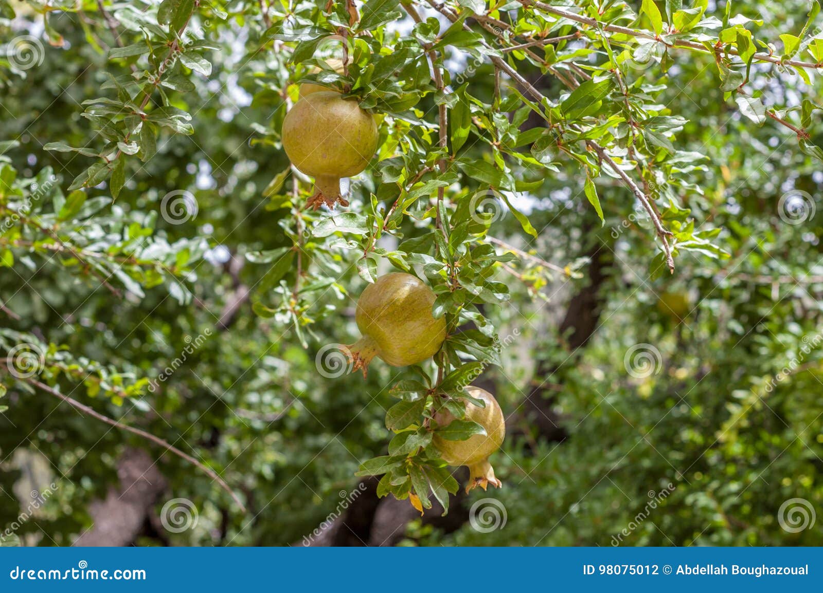 Beautiful Pomegranate Fruit On The Garden Tree Stock Photo - Image of ...