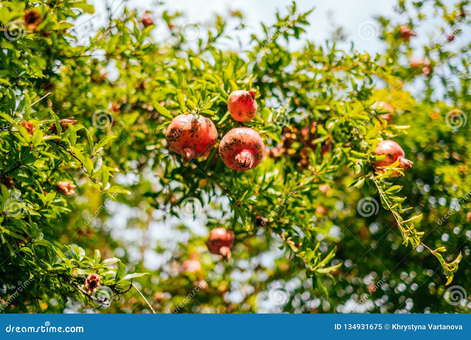Pomegranate on the tree stock image. Image of background - 134931675