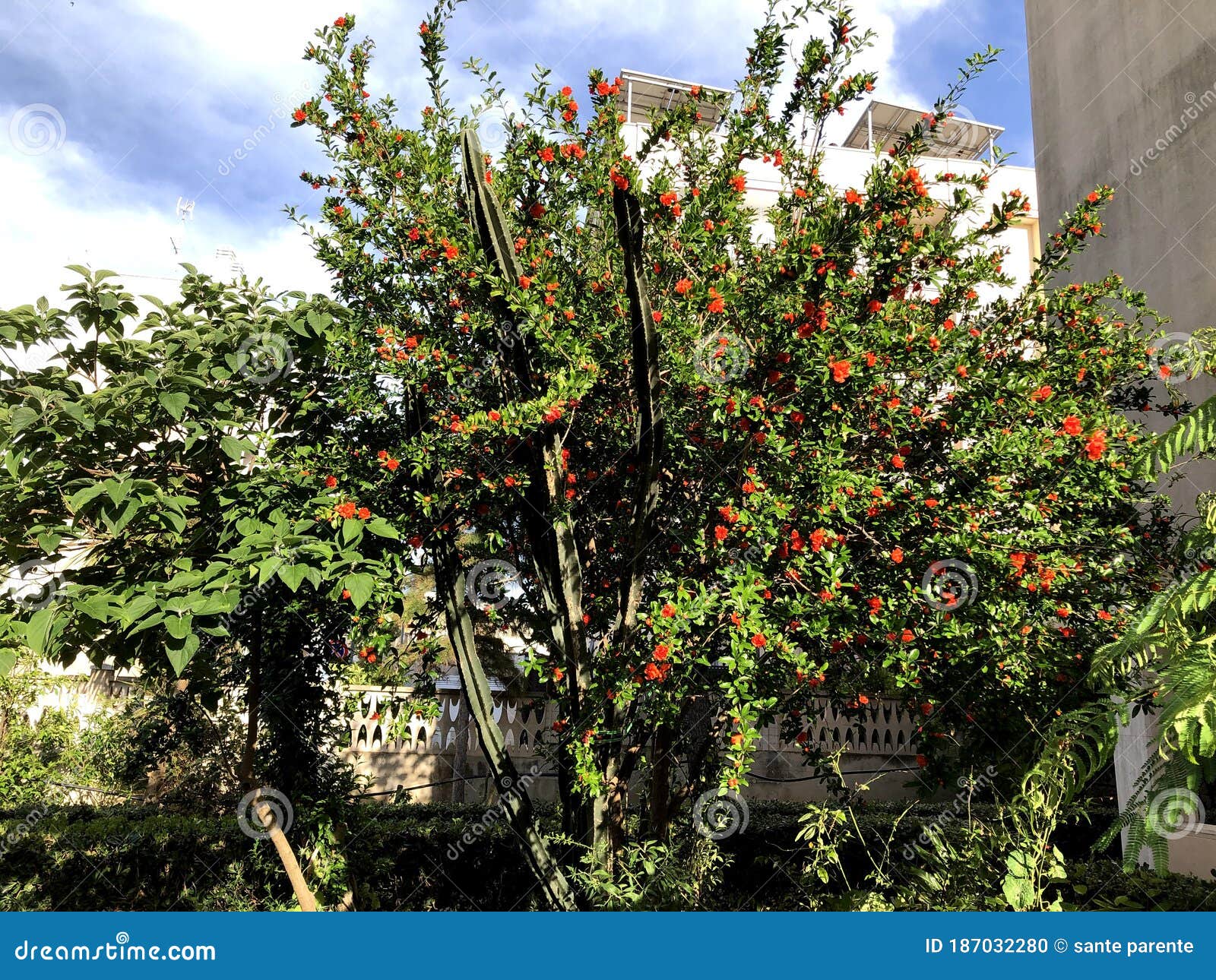 Beautiful Pomegranate Tree in Full Bloom Stock Photo - Image of branch ...