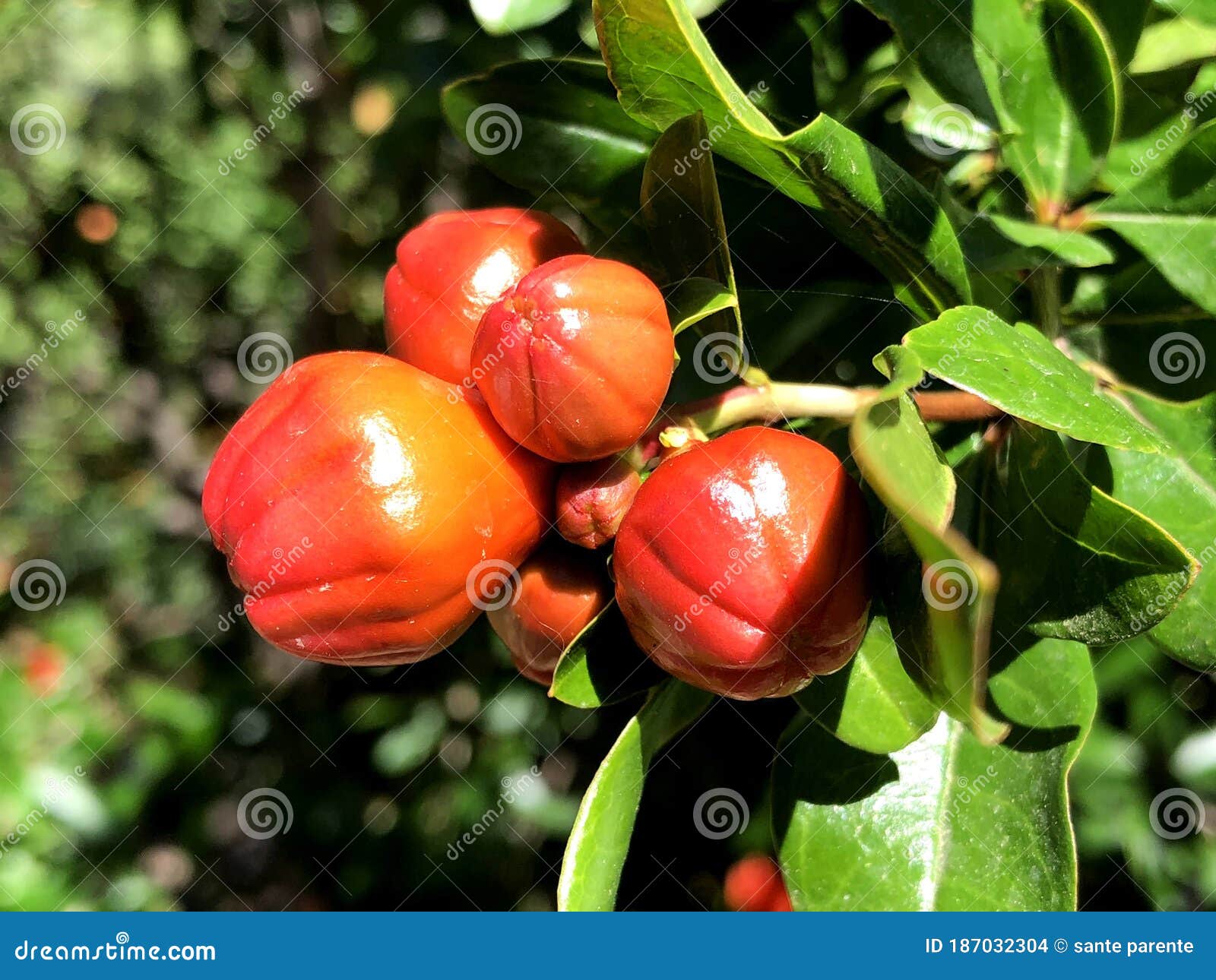Beautiful Pomegranate Tree in Full Bloom Stock Photo - Image of fruit ...