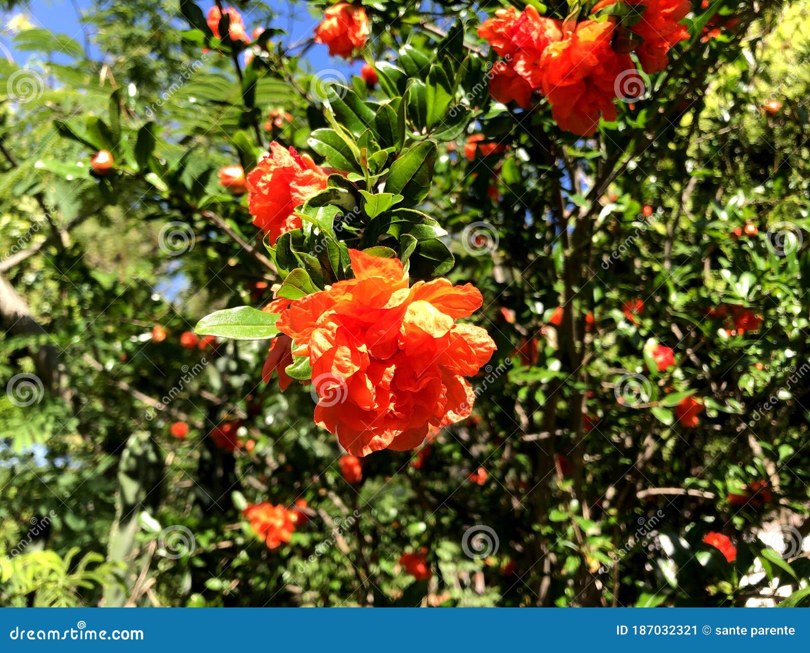 Beautiful Pomegranate Tree in Full Bloom Stock Image - Image of summer ...