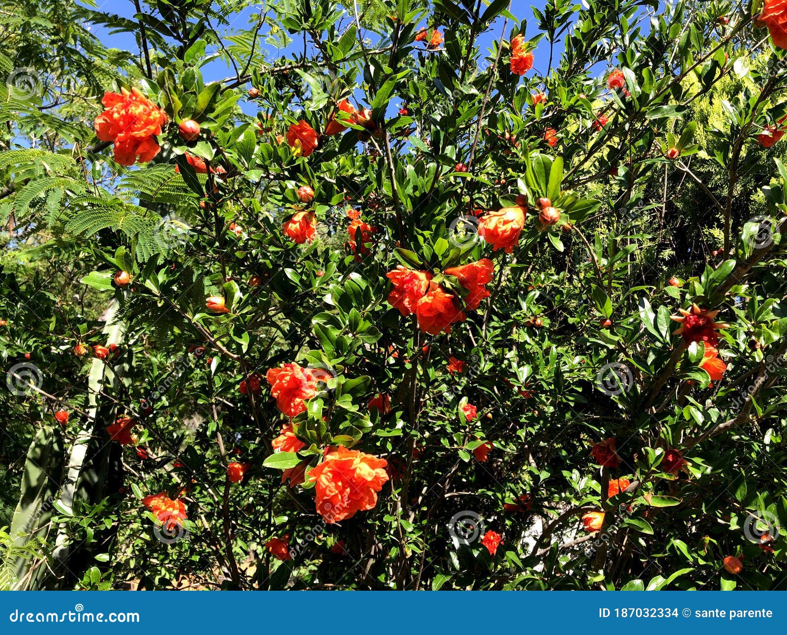 Beautiful Pomegranate Tree in Full Bloom Stock Photo - Image of ...