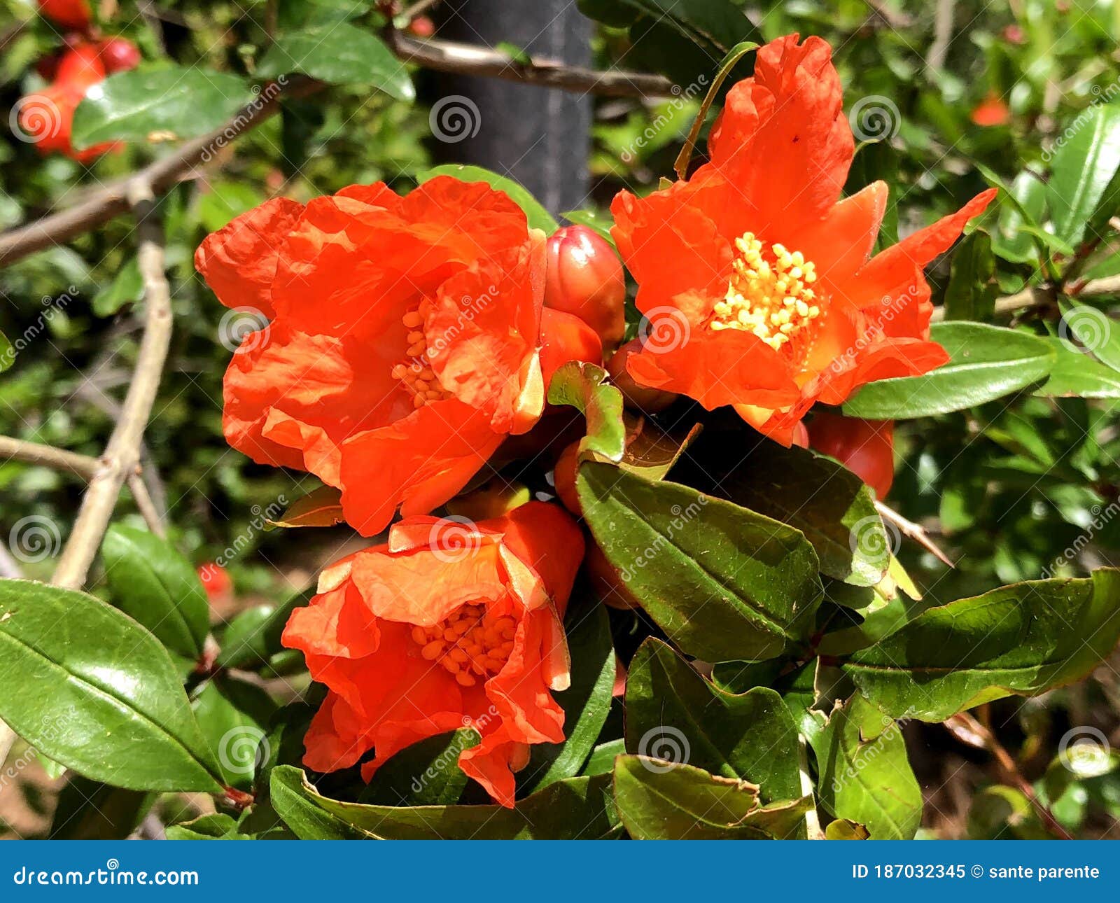 Beautiful Pomegranate Tree in Full Bloom Stock Image - Image of ...