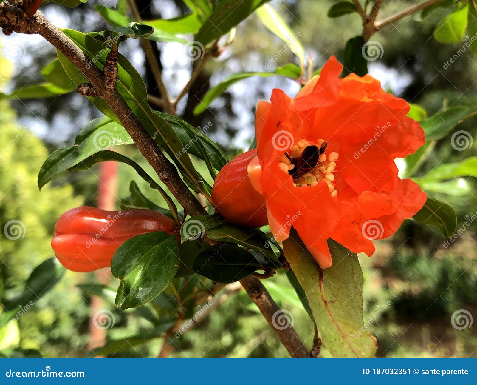 Beautiful Pomegranate Tree in Full Bloom Stock Image - Image of branch ...