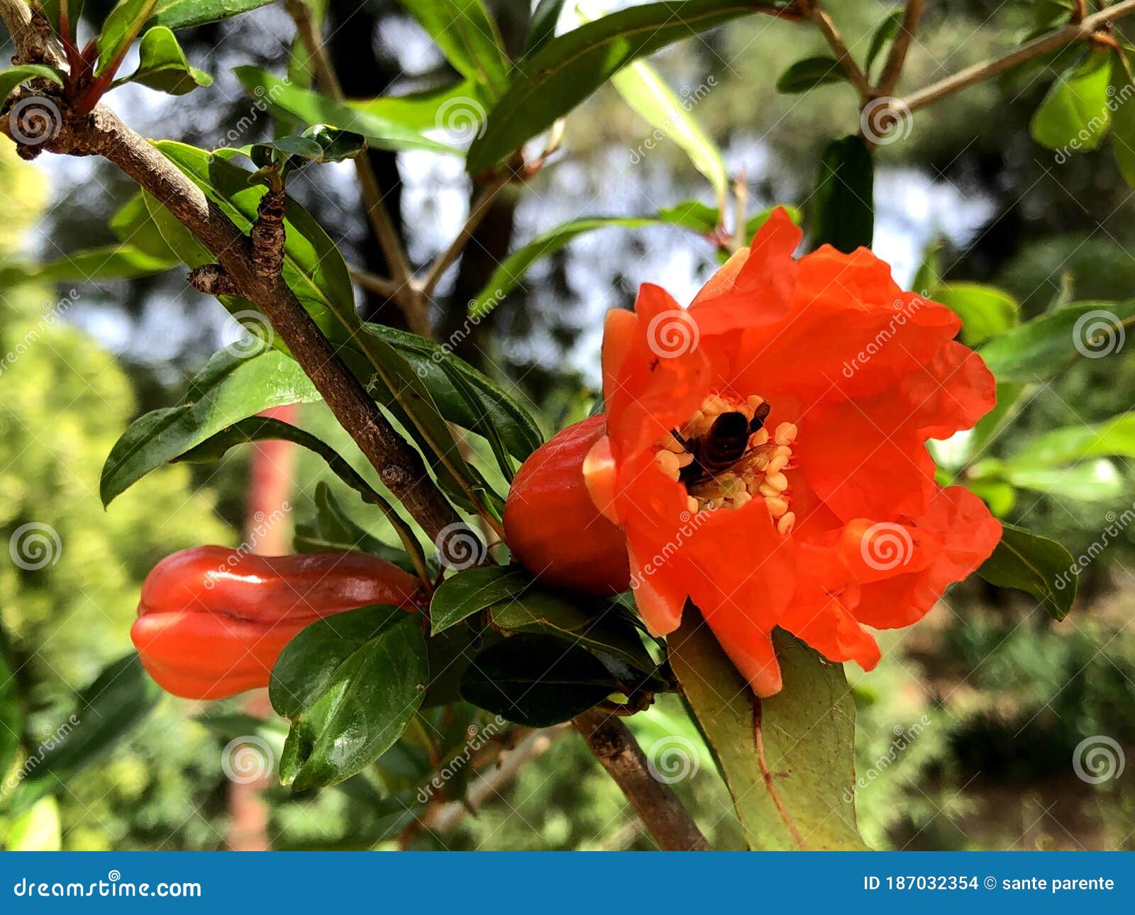 Beautiful Pomegranate Tree in Full Bloom Stock Photo - Image of bloom ...