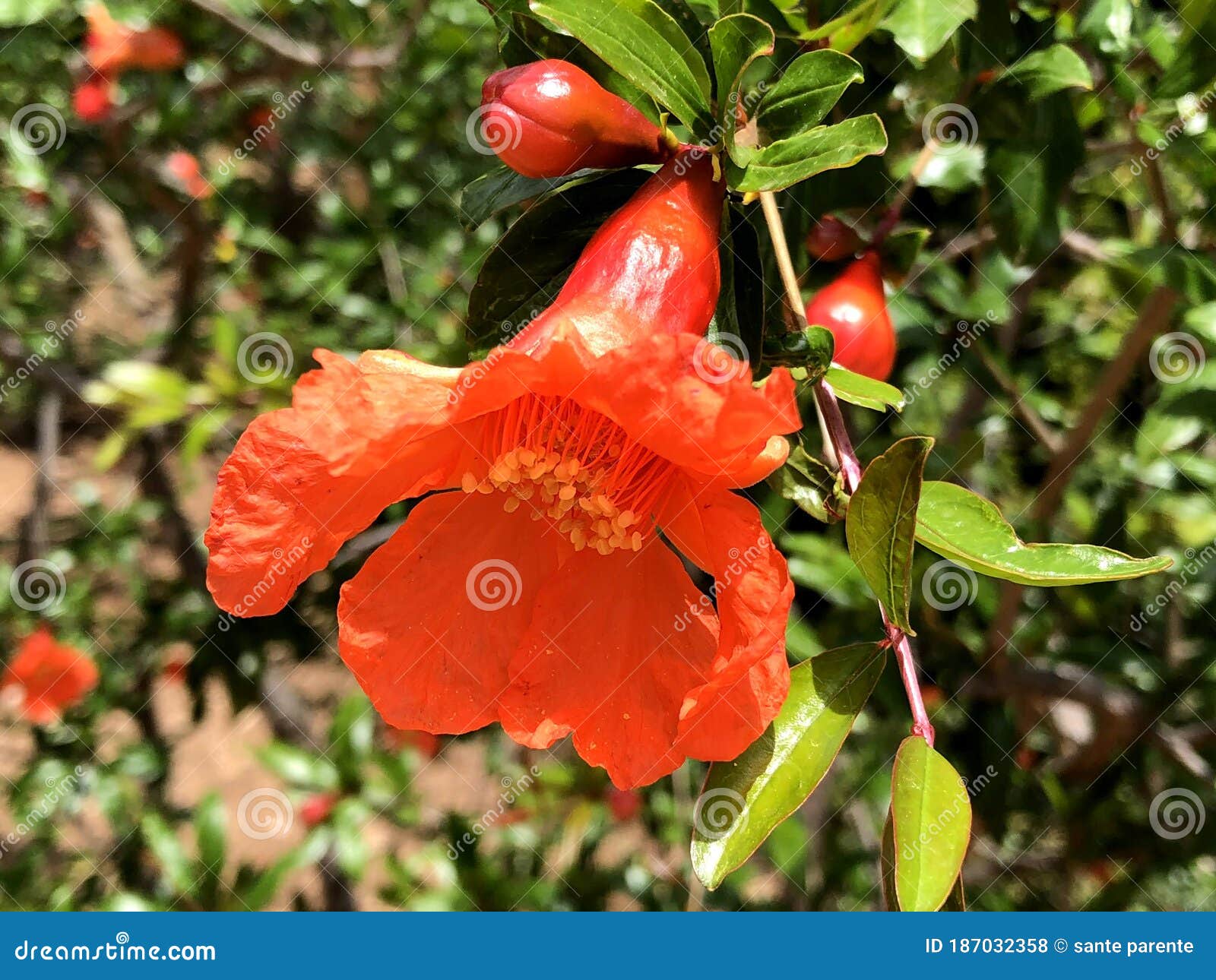 Beautiful Pomegranate Tree in Full Bloom Stock Photo - Image of branch ...