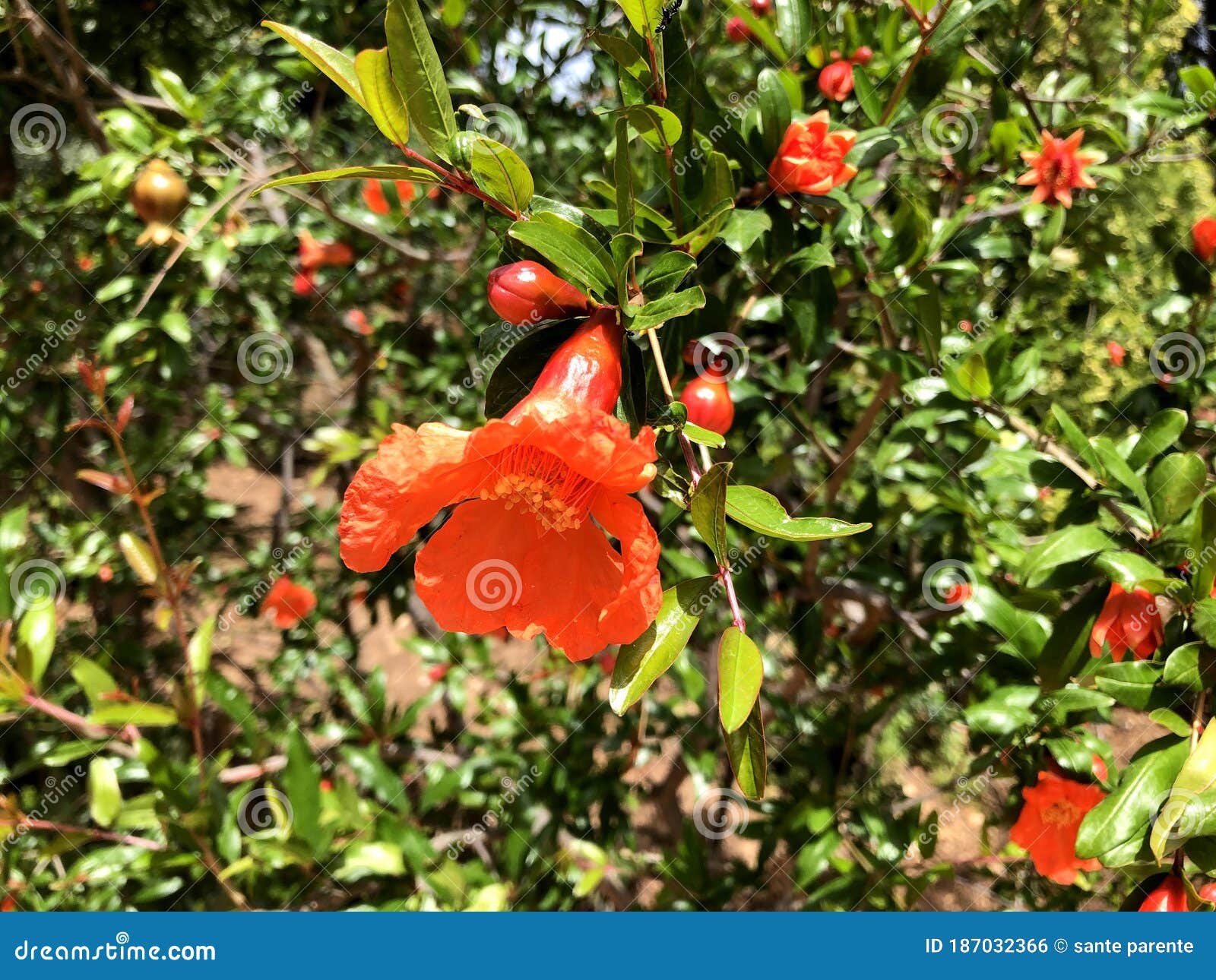 Beautiful Pomegranate Tree in Full Bloom Stock Photo - Image of branch ...