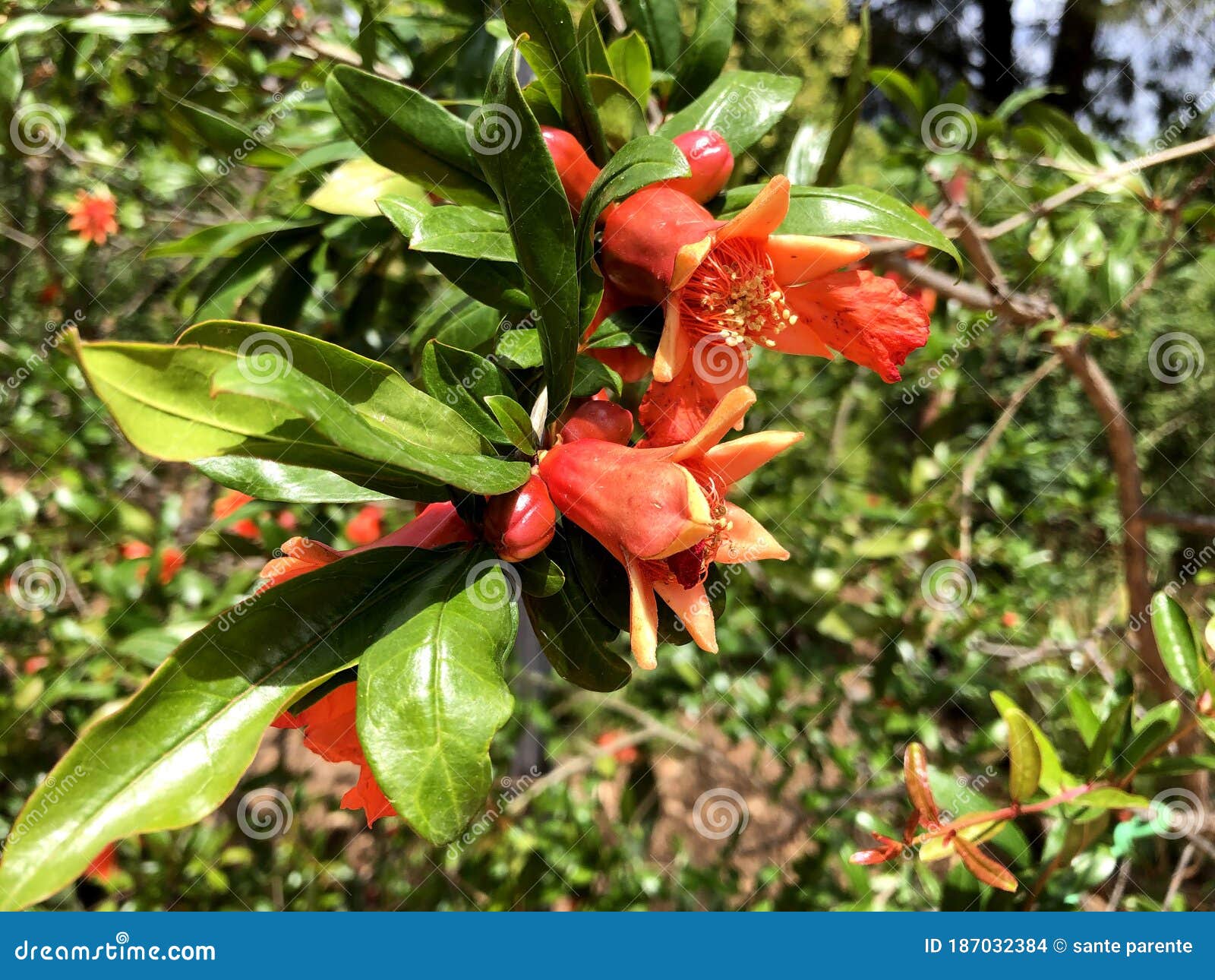 Beautiful Pomegranate Tree in Full Bloom Stock Photo - Image of fruit ...