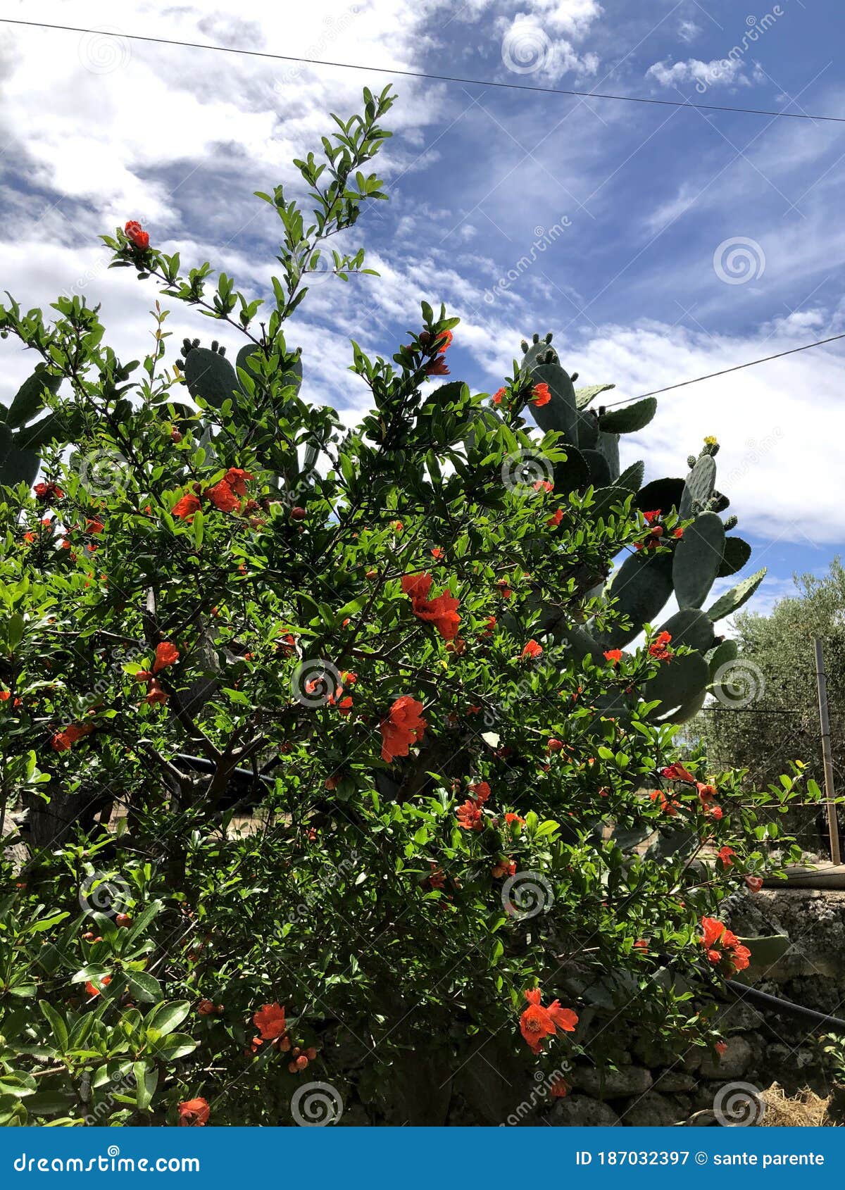 Beautiful Pomegranate Tree in Full Bloom Stock Image - Image of garden ...