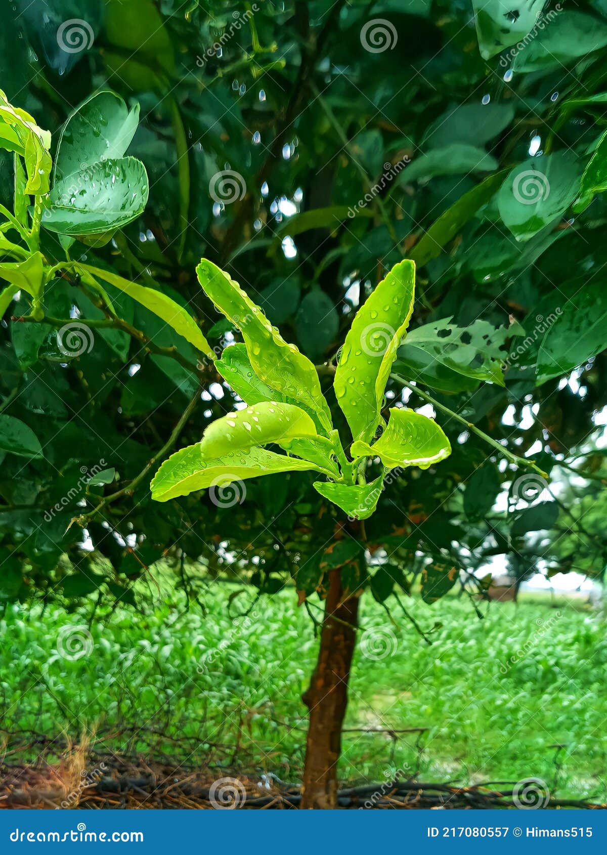 A Beautiful Pomelo Tree Leaves Stock Image - Image of flower, plant ...