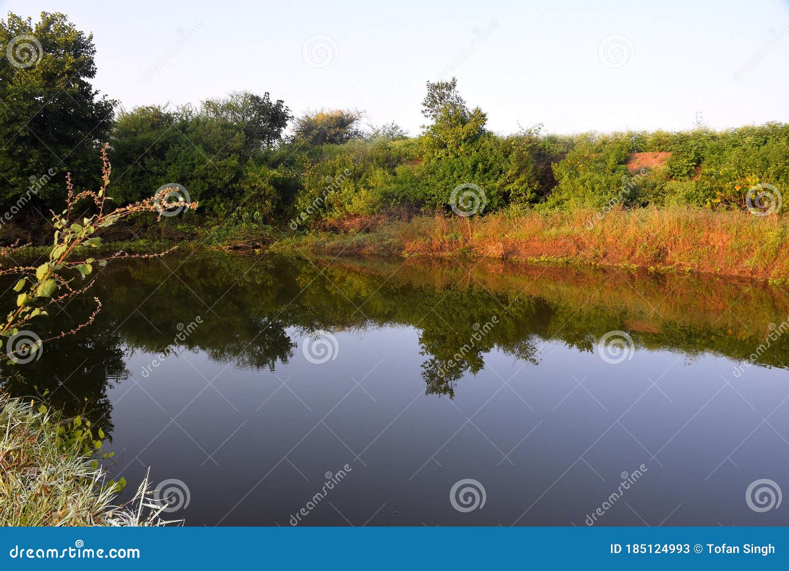 Beautiful Pond and Blue Sky with Greenery, Morning View Stock Image ...