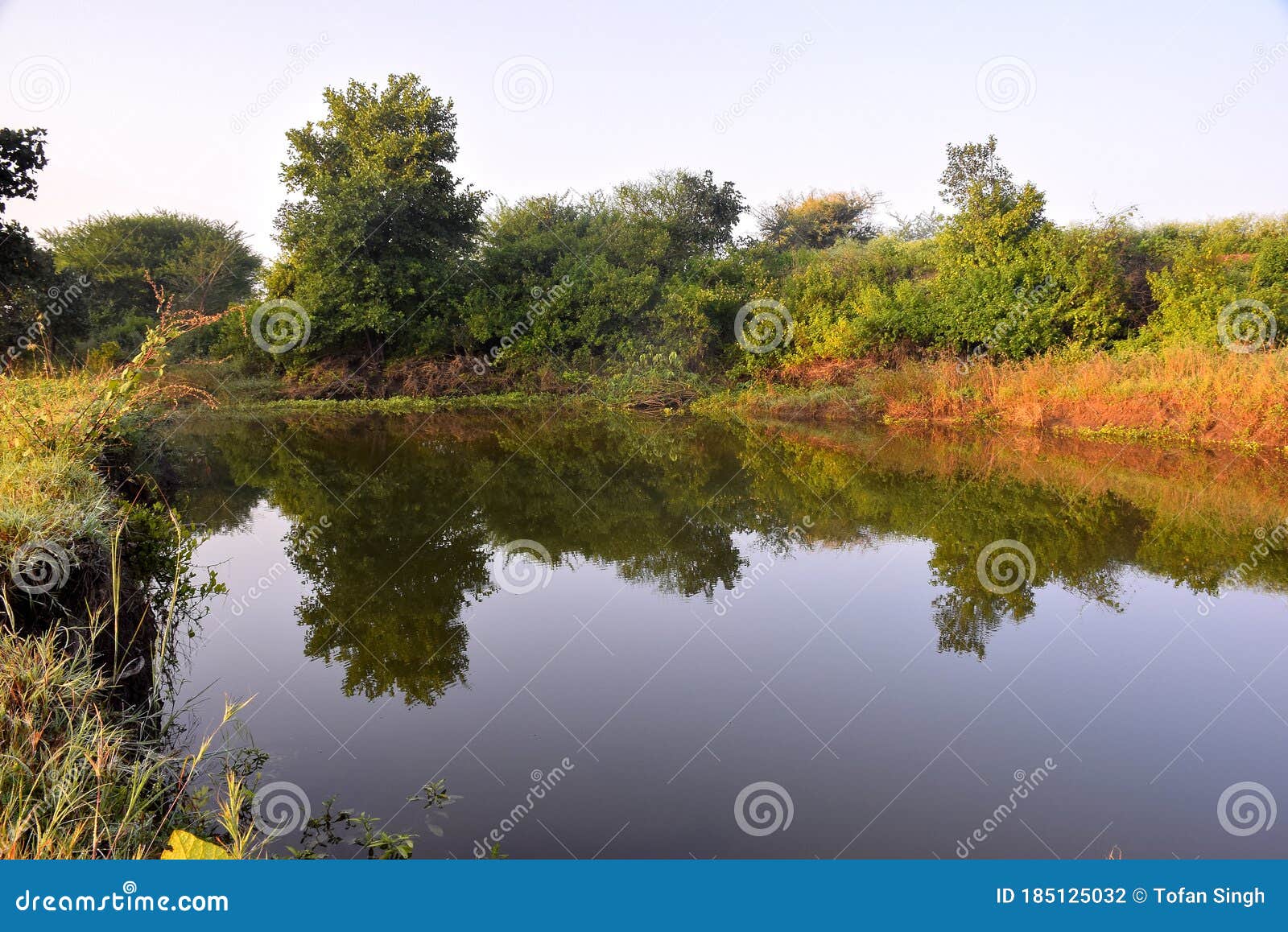 Beautiful Pond and Blue Sky with Greenery, Morning View Stock Photo ...