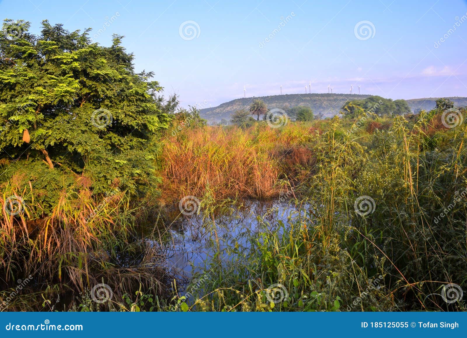 Beautiful Pond and Blue Sky with Greenery, Morning View Stock Image ...
