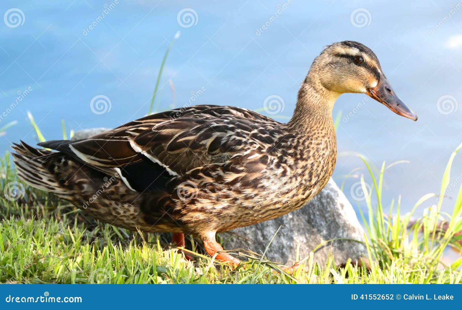 Beautiful Pond Duck stock photo. Image of feather, bill - 41552652