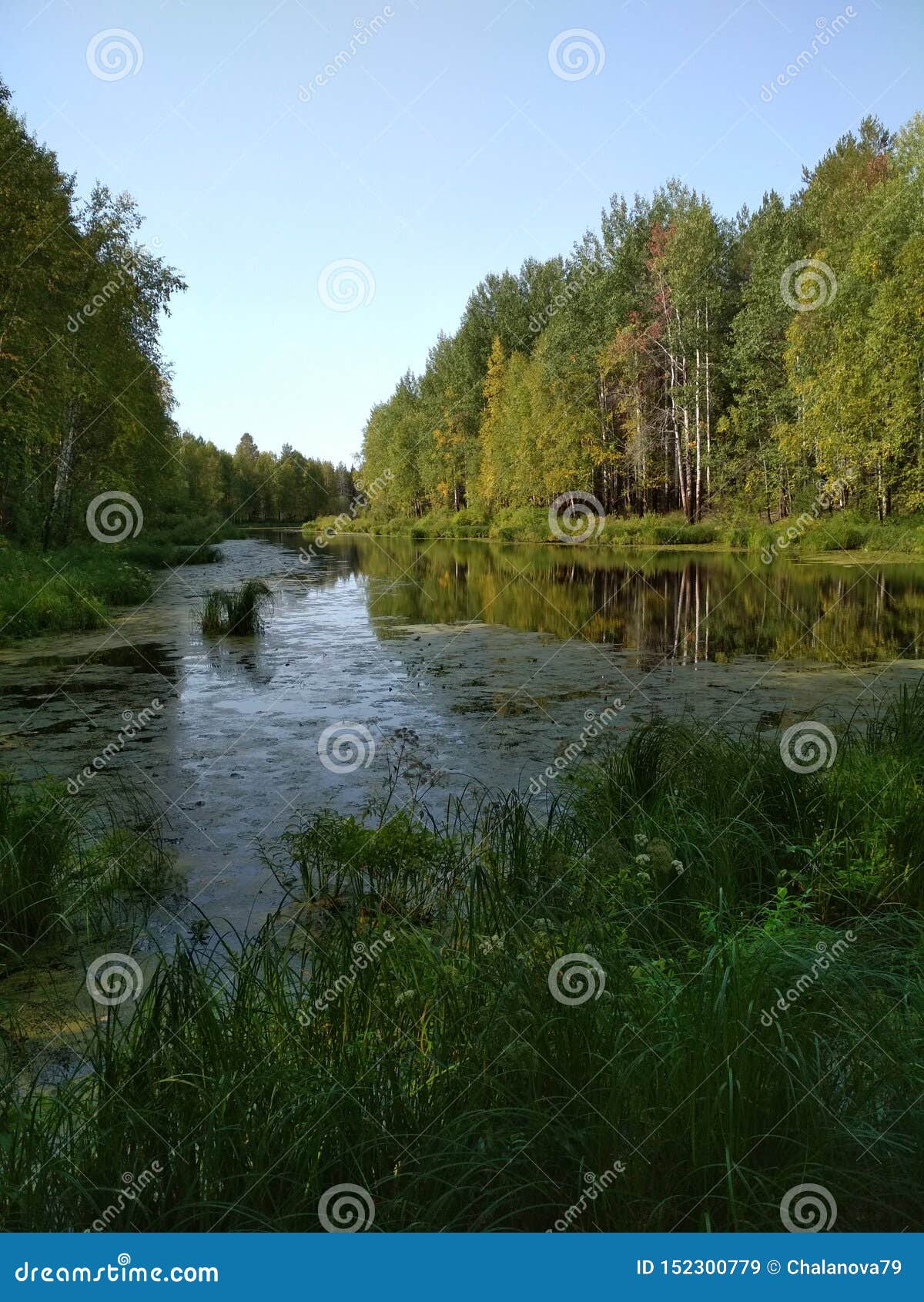 Beautiful Pond in a Green and Summery Forest Stock Image - Image of ...