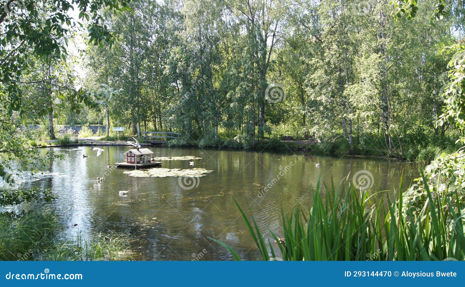 Nice view of a pond stock photo. Image of swamp, plant - 293144470