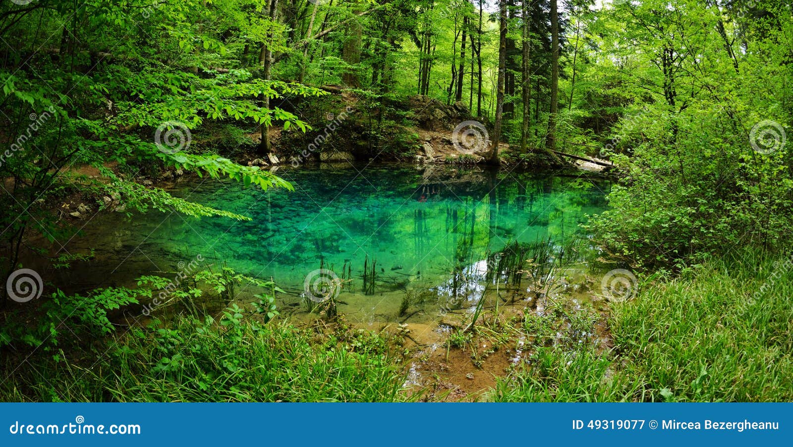 Beautiful Pond in the Woods Stock Image - Image of green, park: 49319077