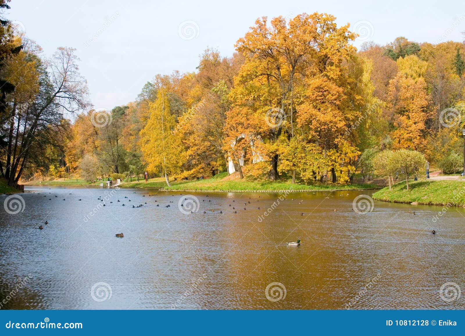 Beautiful Pond and Yellow Trees. Stock Photo - Image of green, lake ...