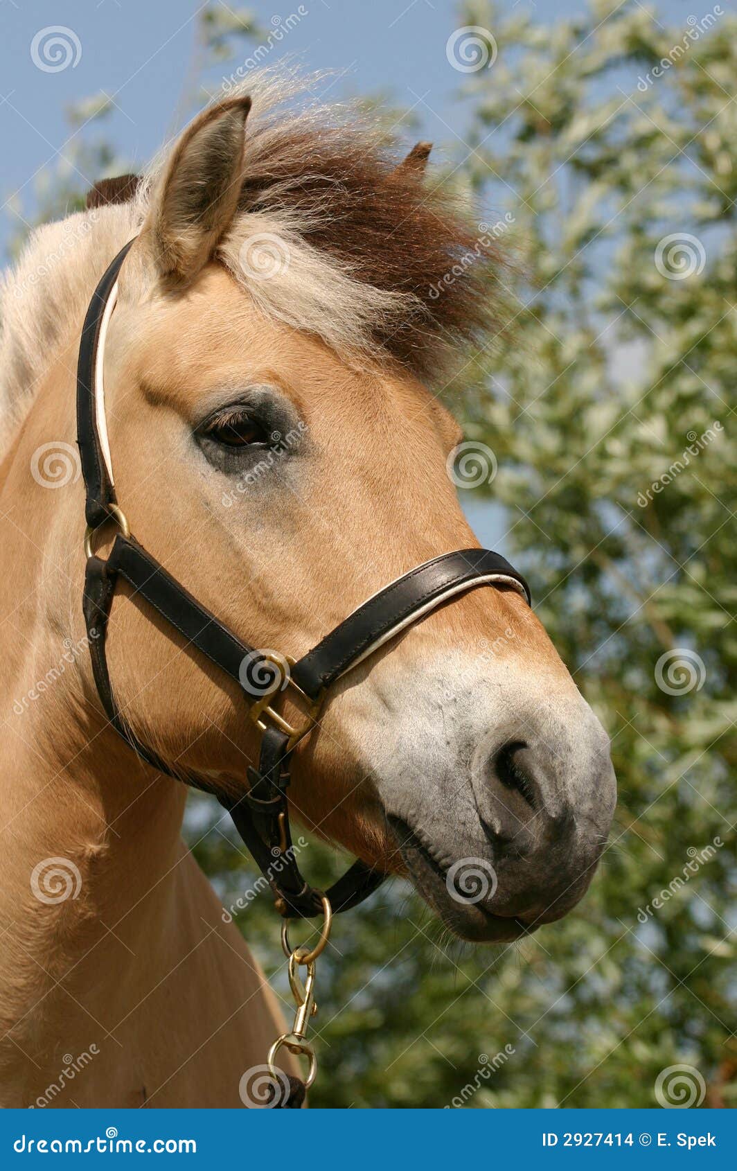 Beautiful pony stock photo. Image of norwegian, portrait - 2927414
