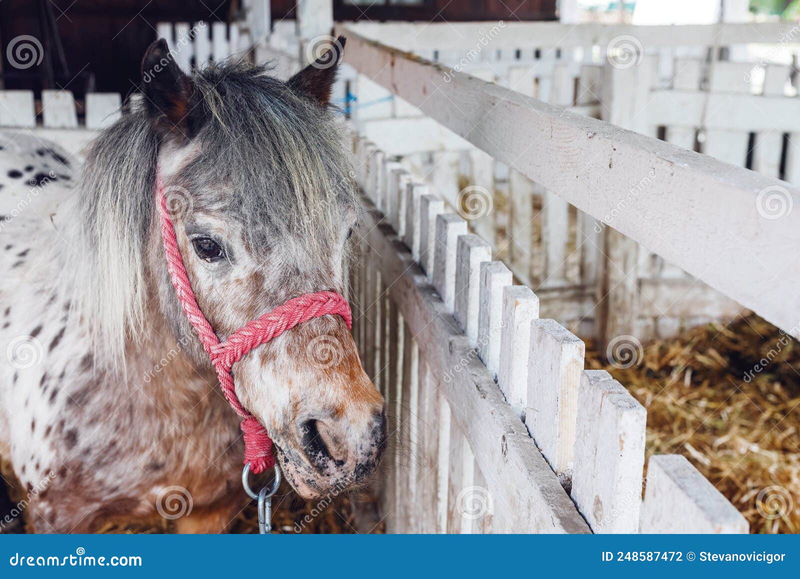 Beautiful Pony Horse in Ranch Barn Stock Photo - Image of people ...