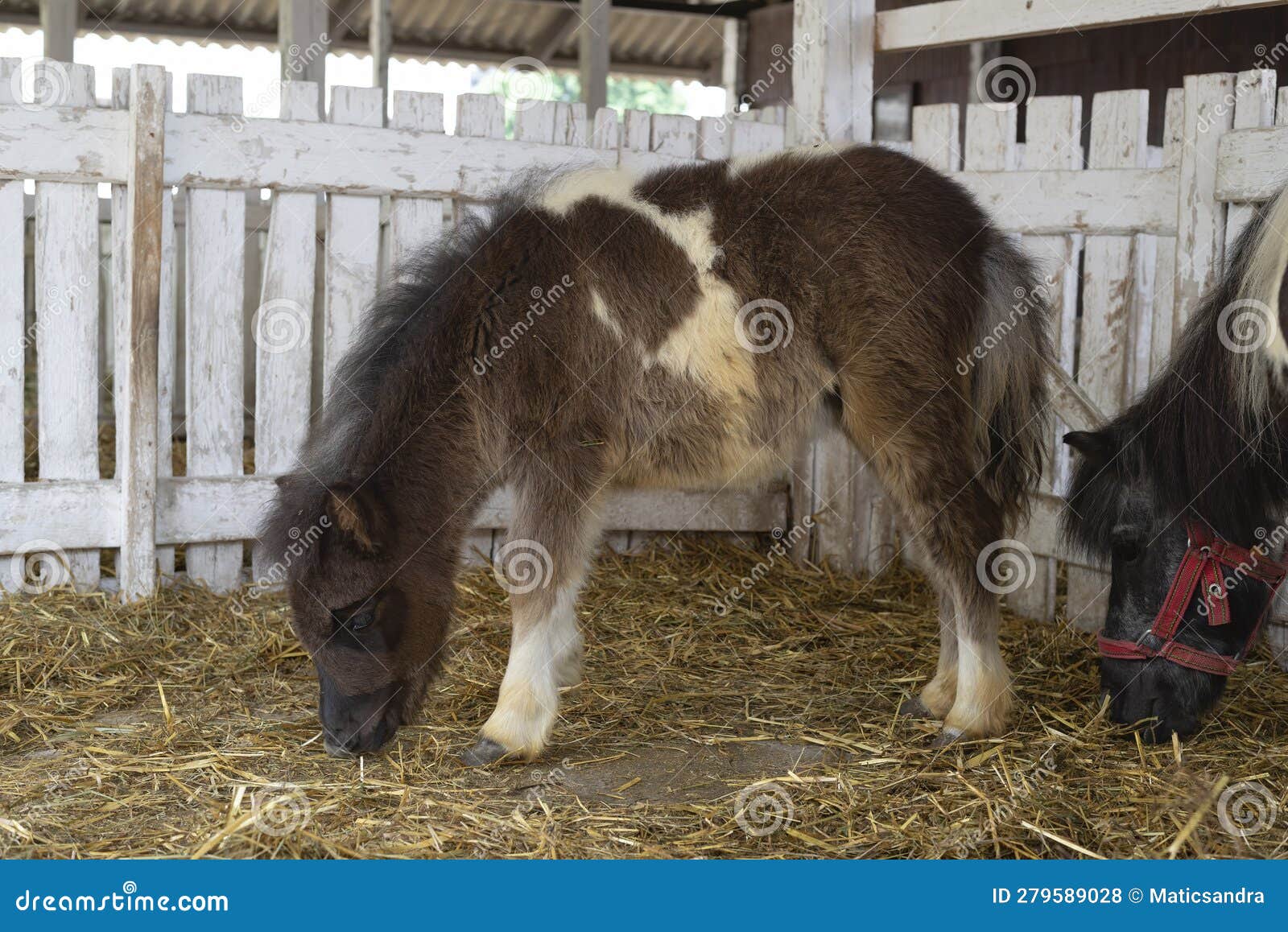 Beautiful Pony Horse in Ranch Barn Stock Photo - Image of sleeping ...
